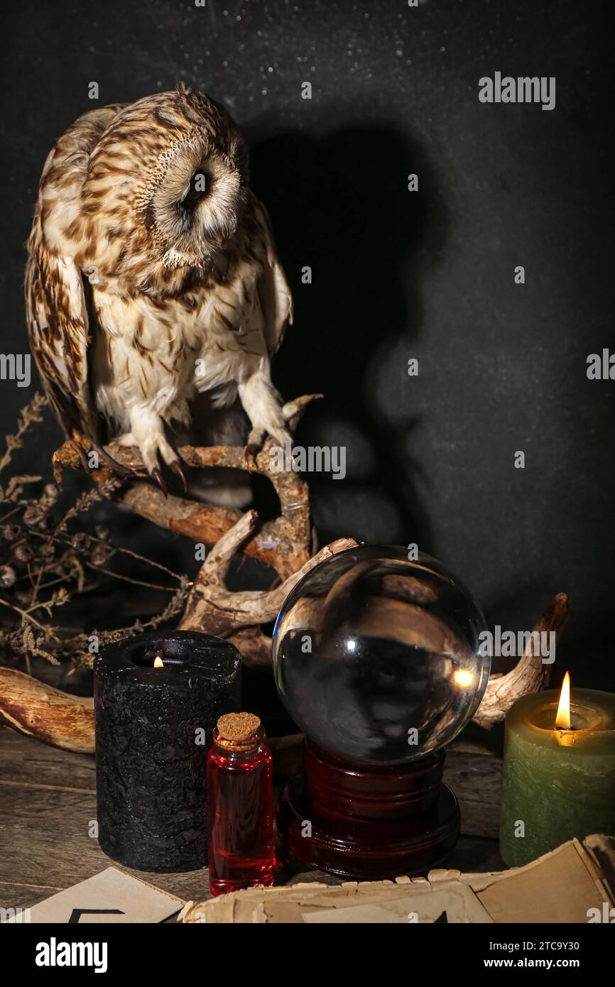 Witch's magic attributes with owl, crystal ball of fortune teller and ...