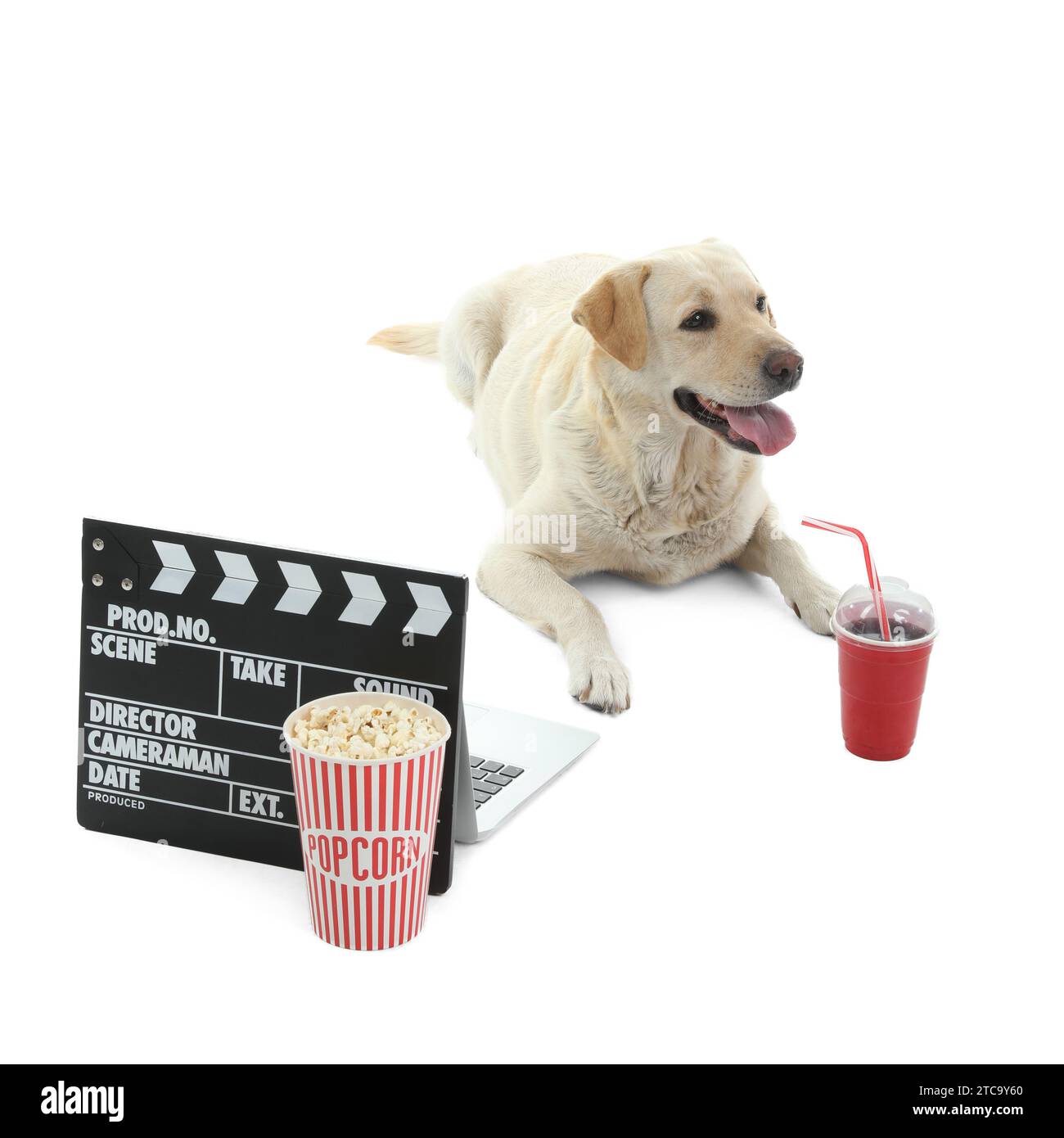 Cute Labrador dog with popcorn bucket, cup of soda and clapperboard ...