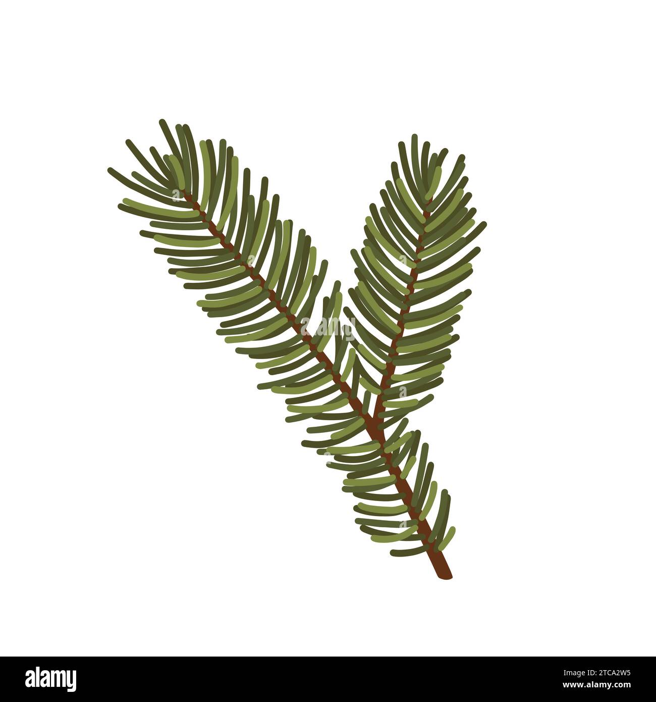 Green fir branch. Spruce twig. Coniferous needle tree. Christmas tree ...