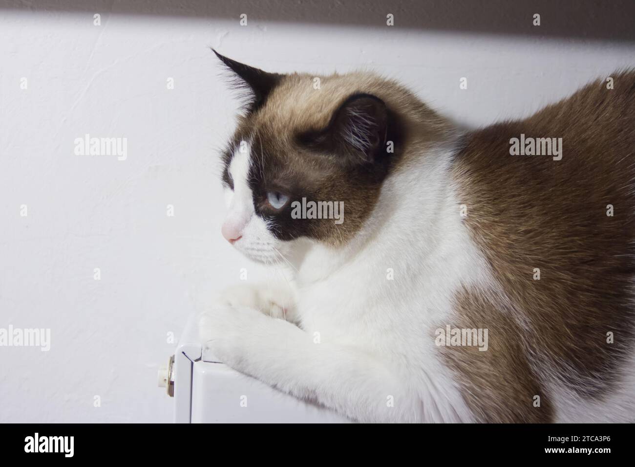 Cute angry siamese cat lying on the radiator. Close up portrait of ...