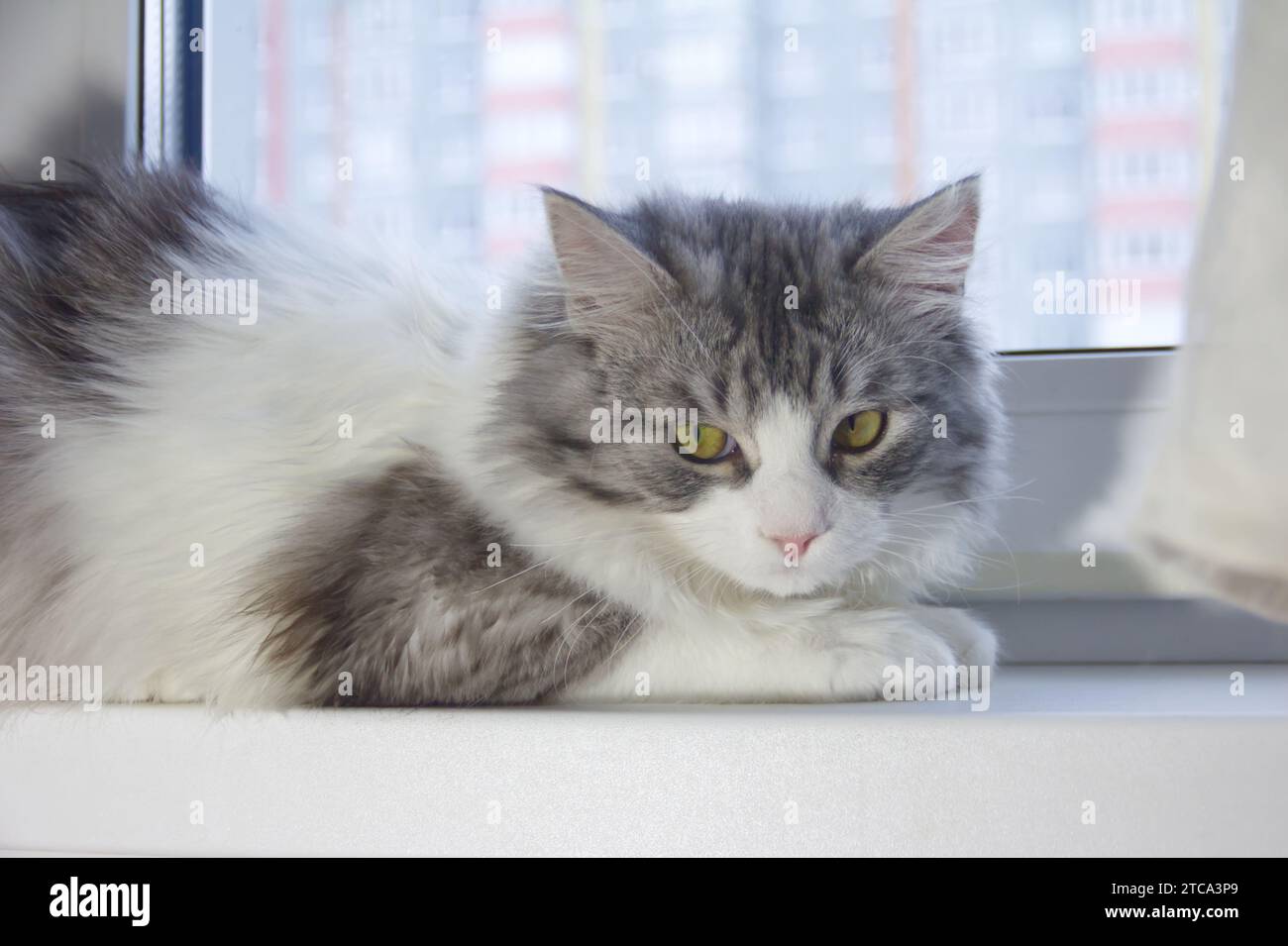 Cute fluffy gray silver cat. Close up portrait of young domestic kitten ...