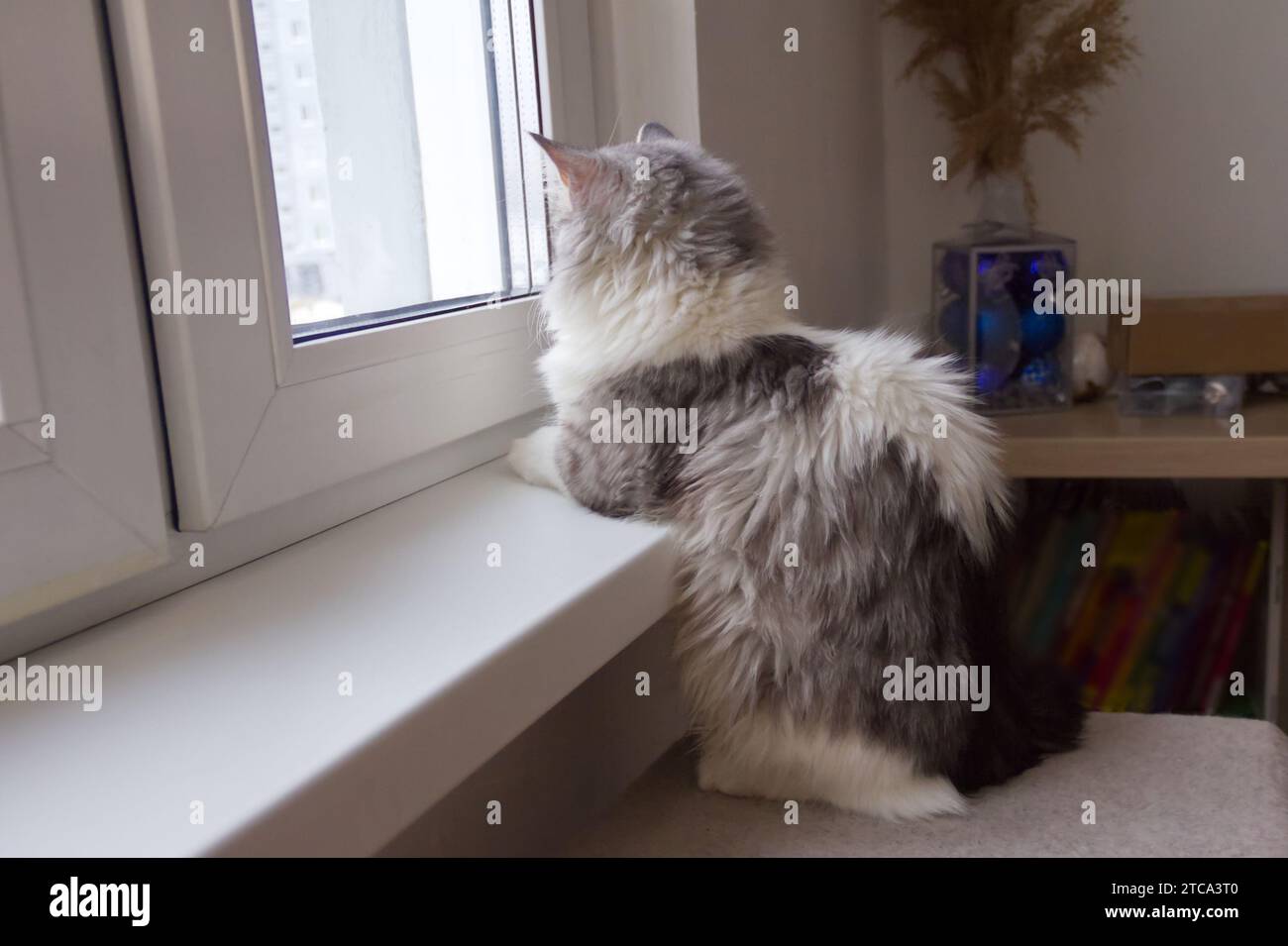 Young adorable fluffy cat sitting on window sill. Gray indoor kitten ...