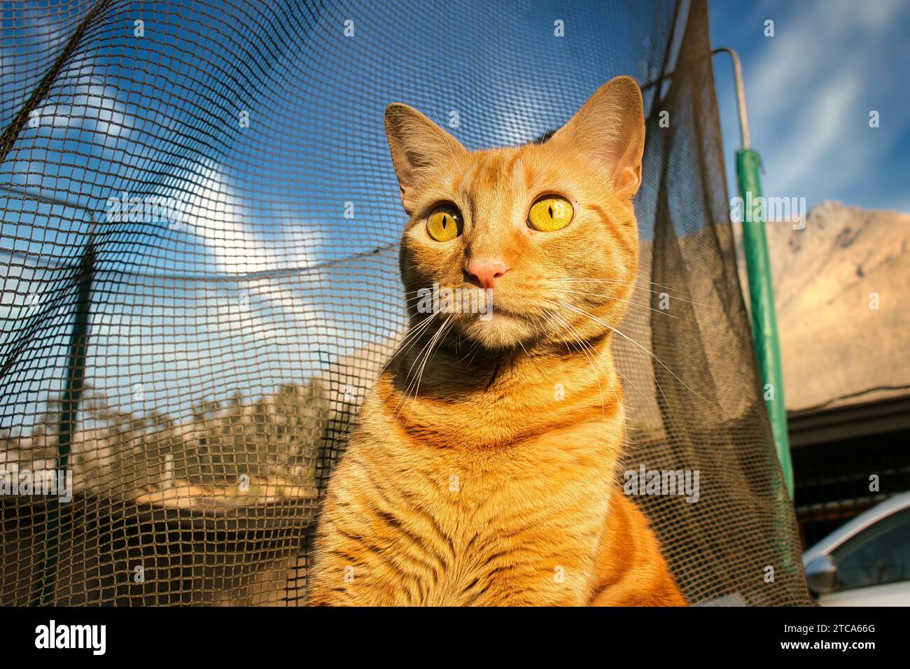 cat with eyes wide open Stock Photo - Alamy