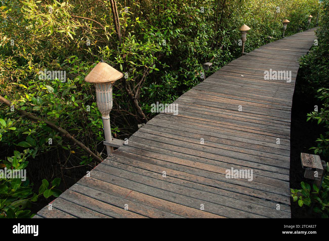 The pedestrian path in a mangrove forest in Probolinggo, Indonesia is ...