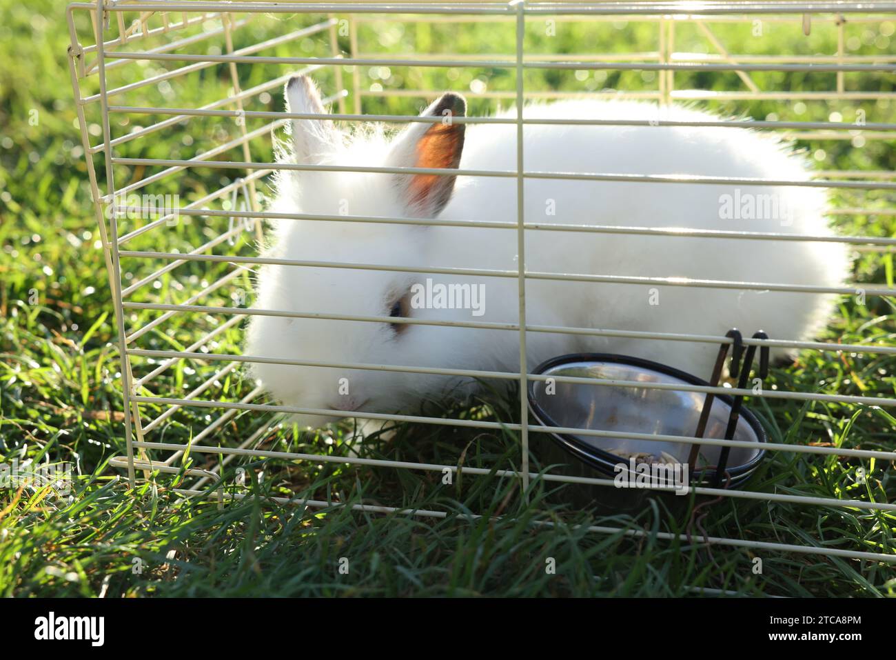 Cute fluffy rabbit in cage on sunny day. Farm animal Stock Photo - Alamy