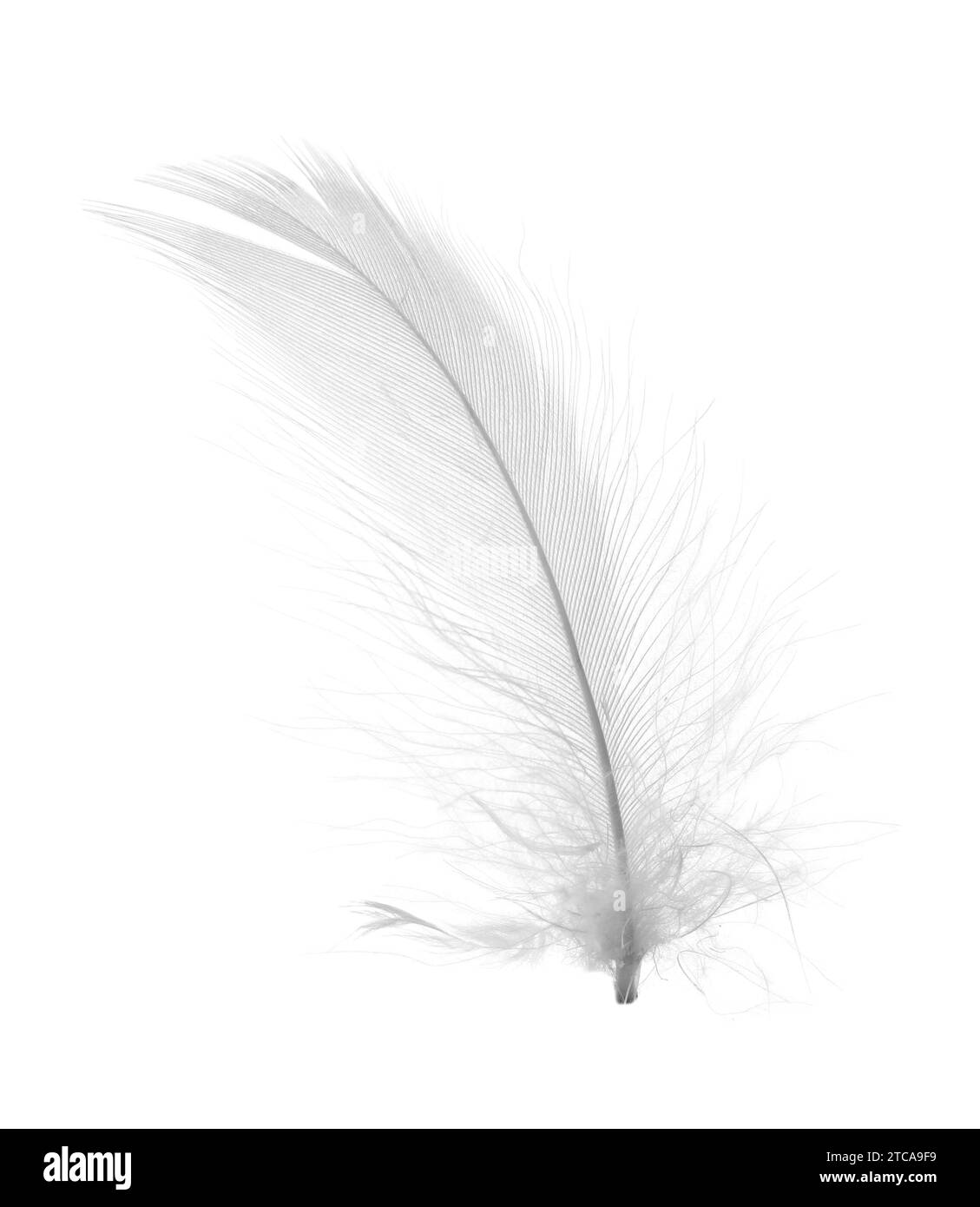 Beautiful fluffy bird feather isolated on white Stock Photo - Alamy