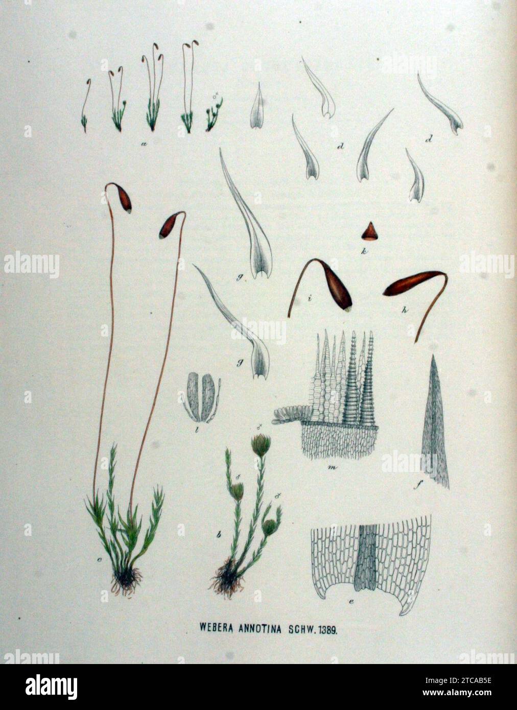 Webera annotina — Flora Batava — Volume v18 Stock Photo - Alamy