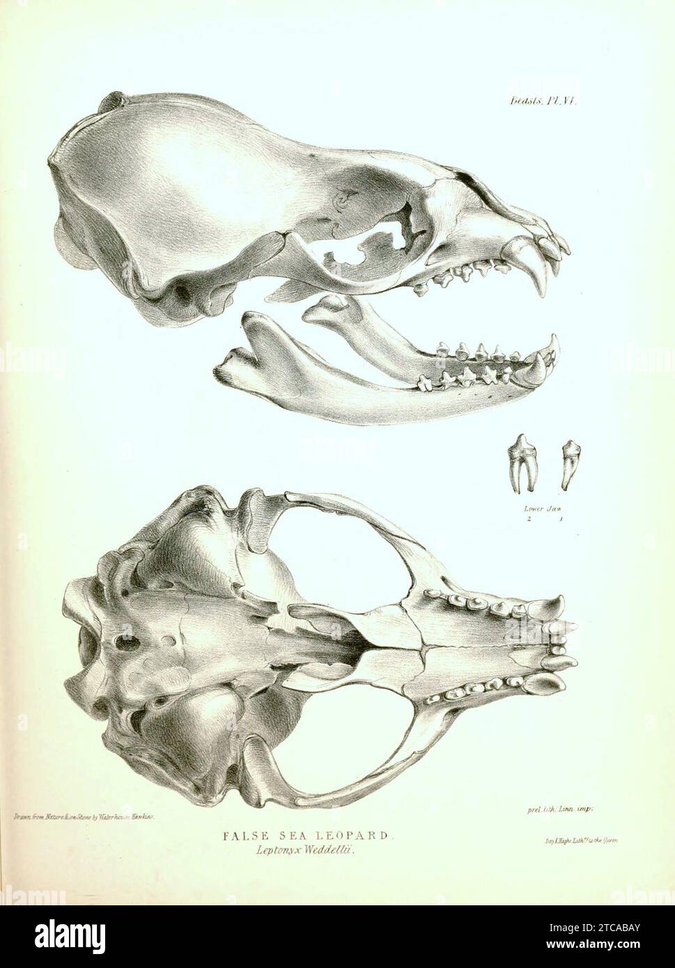 Weddell Seal skull 1844 Stock Photo - Alamy