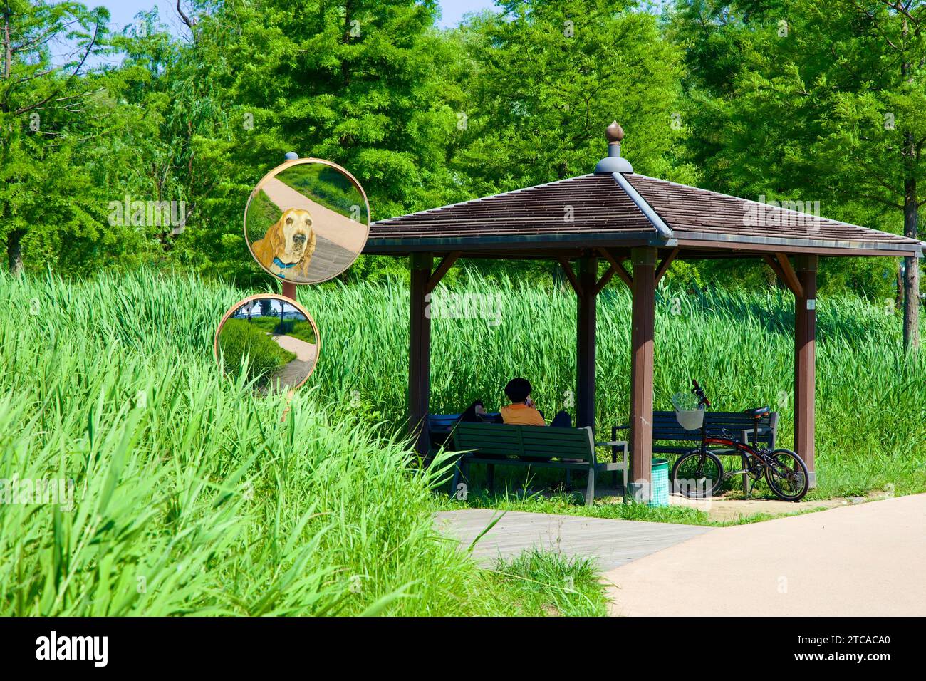 An intriguing art installation features dogs in concave mirrors above a ...