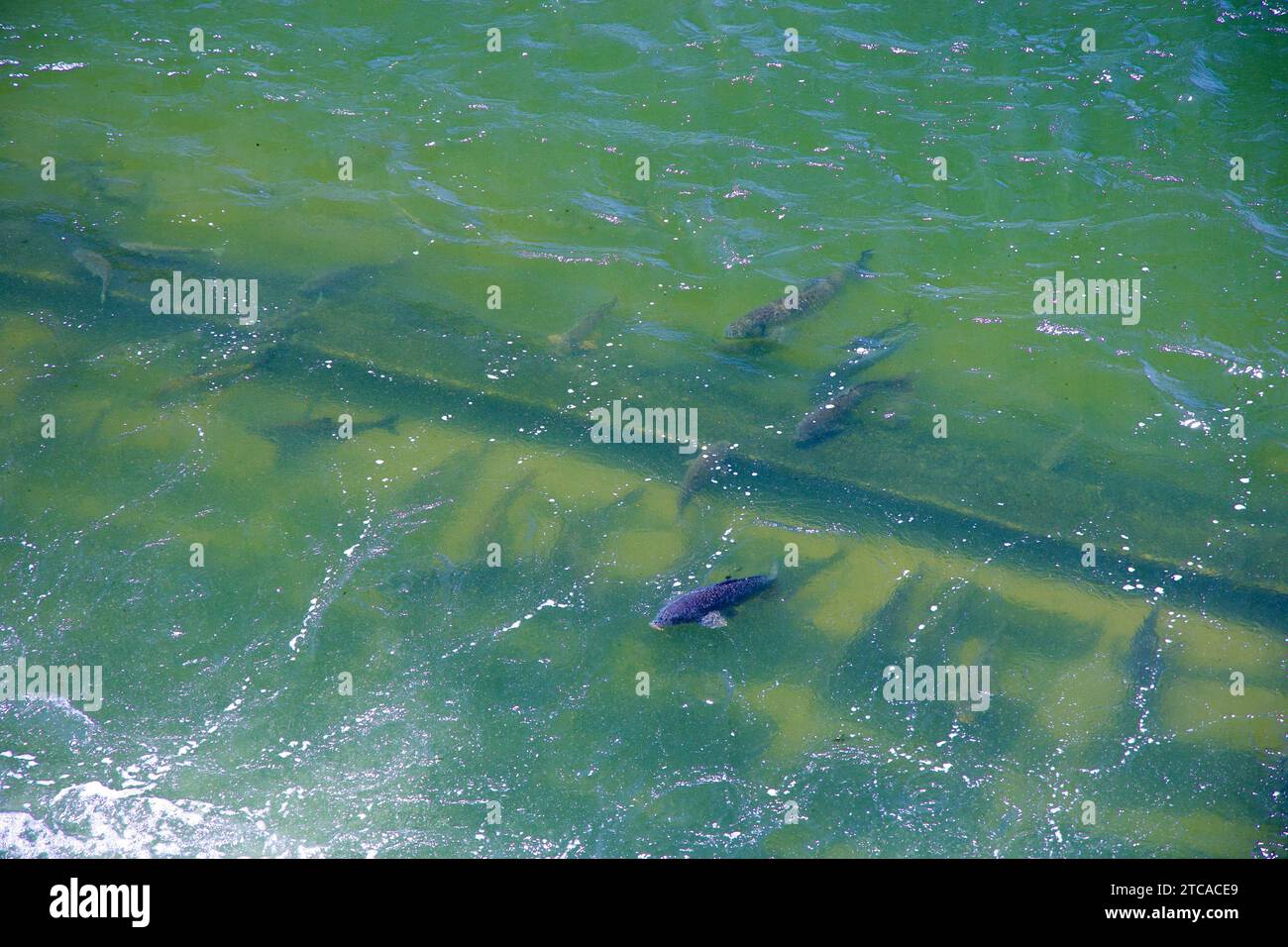 Glimpses of fish near the surface of Jungnang Stream create a tranquil ...