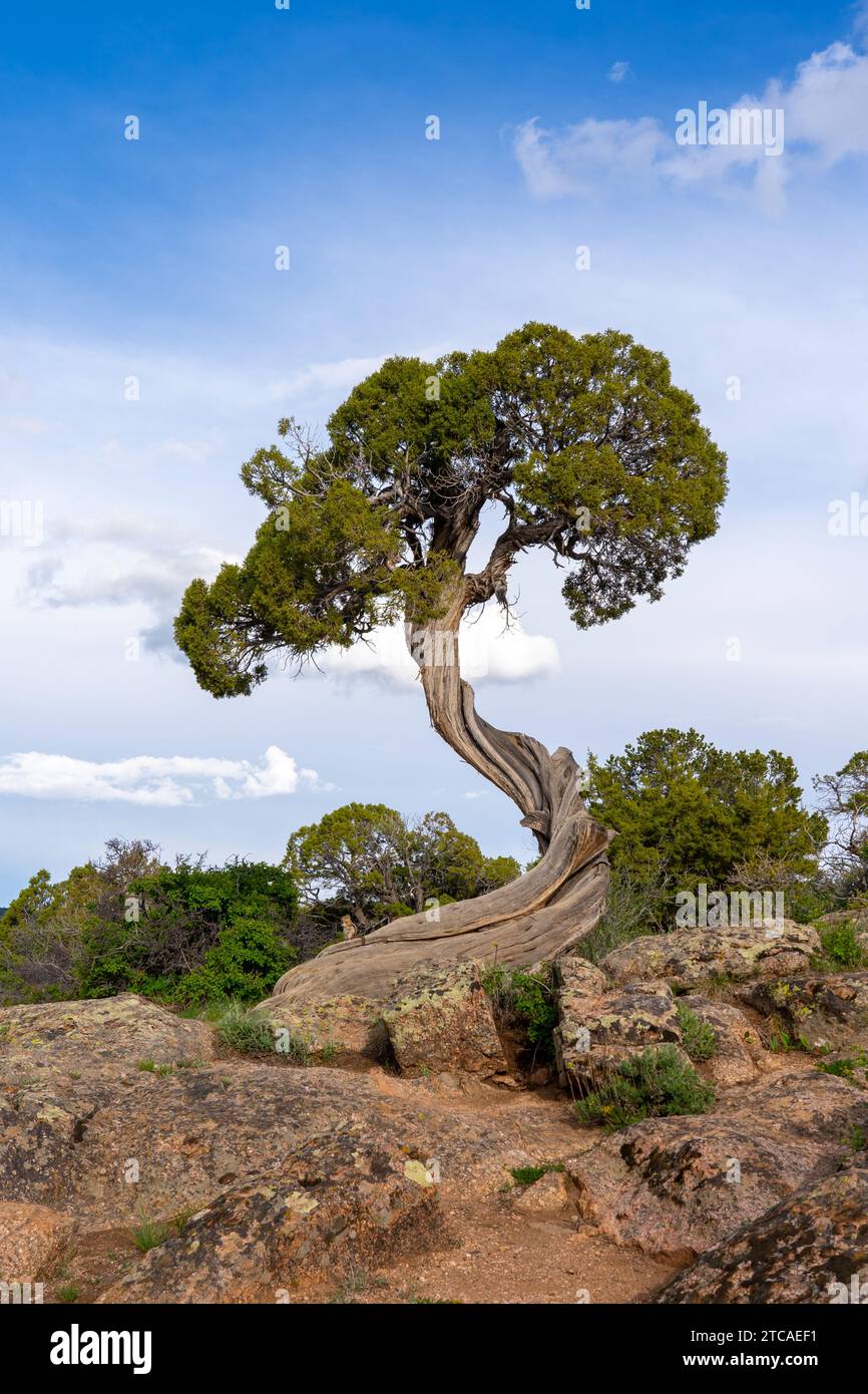 A twisted juniper tree trunk at Dragon Point in Black Canyon of the ...