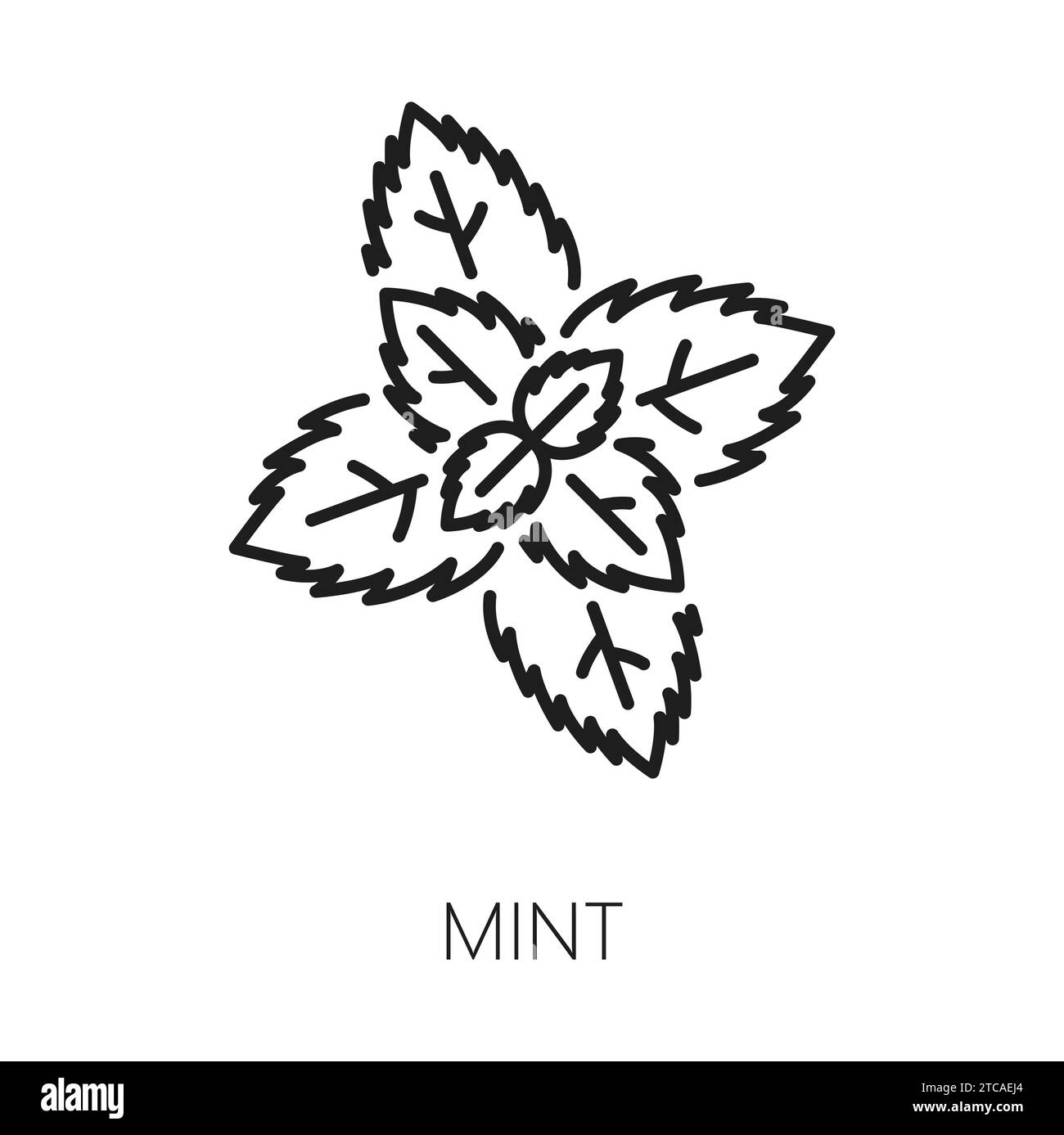 Watermint or peppermint isolated outline icon. Vector spearmint herb ...