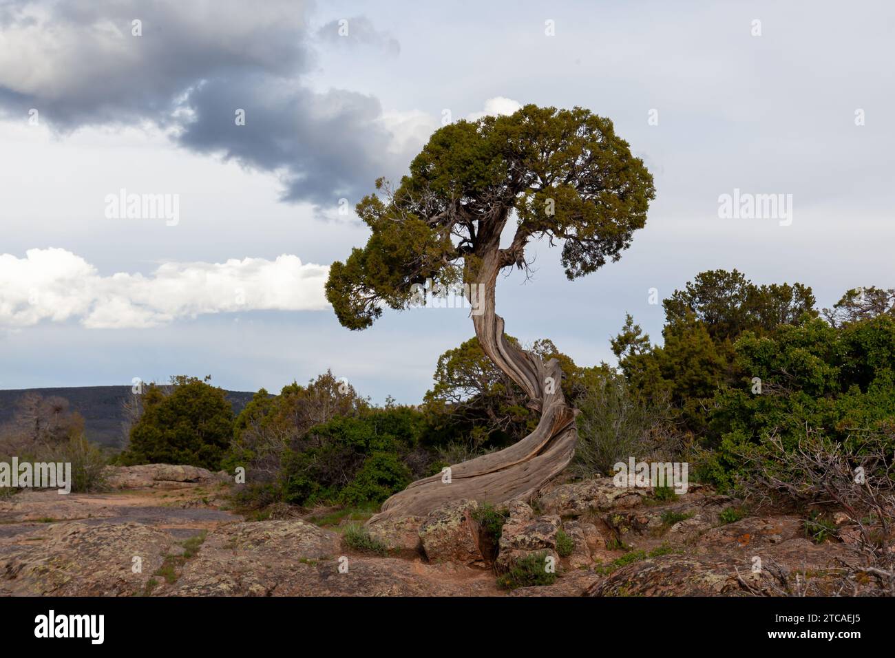 A twisted juniper tree trunk at Dragon Point in Black Canyon of the ...