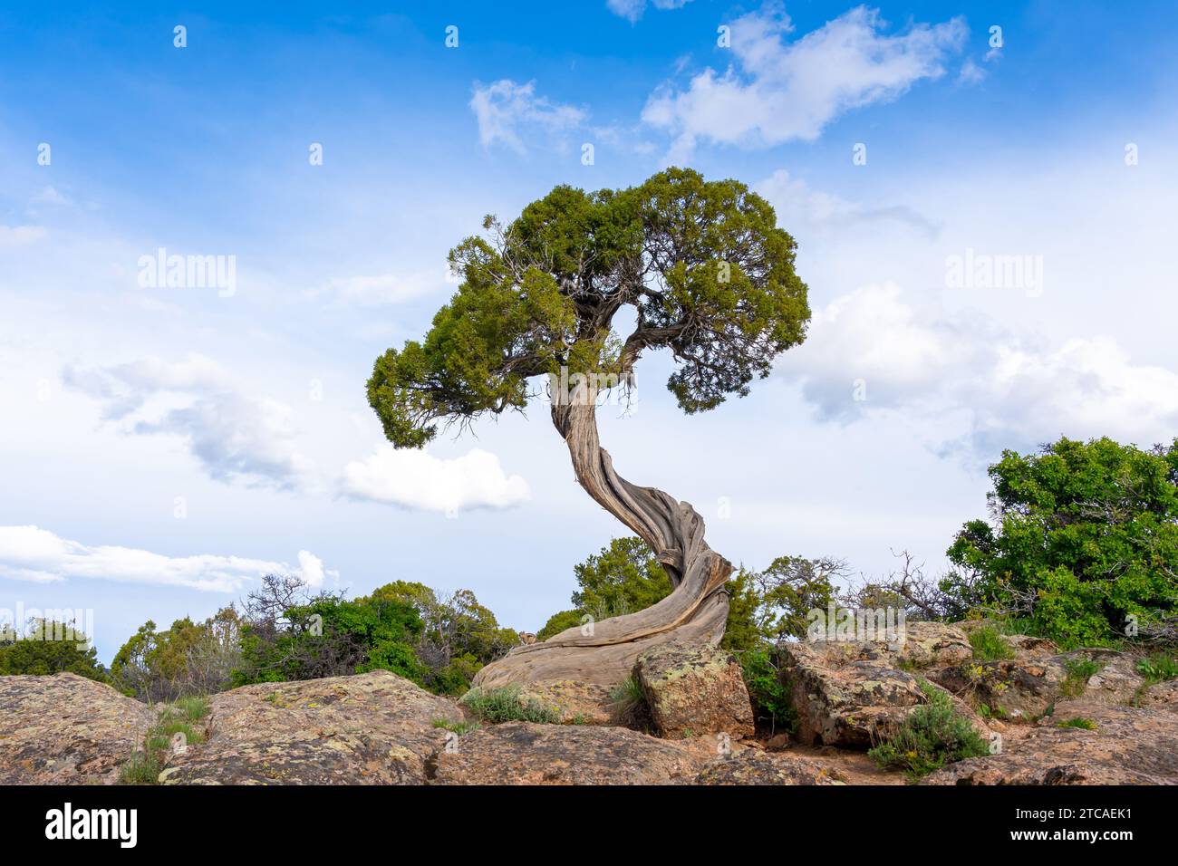 A twisted juniper tree trunk at Dragon Point in Black Canyon of the ...