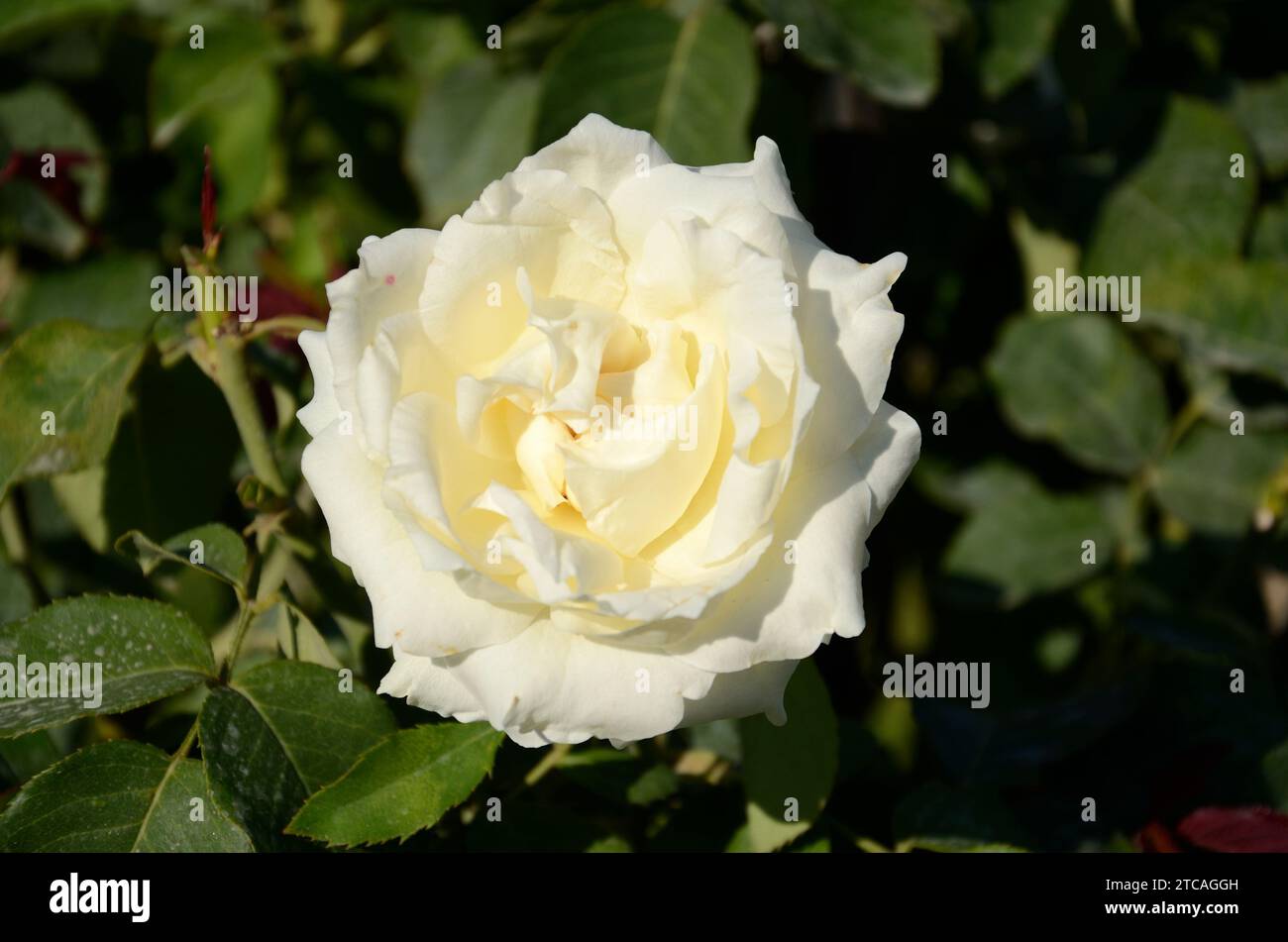 Budapest hungary rose garden hi-res stock photography and images - Alamy