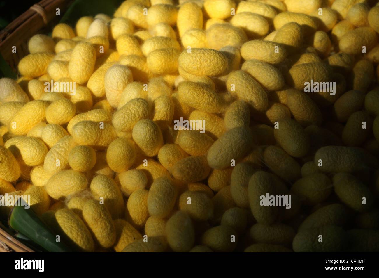 chrysalis yellow silkworm cocoons in bamboo basket Stock Photo - Alamy