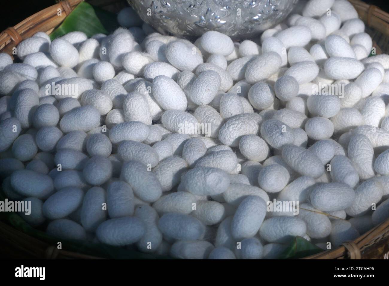 chrysalis white silkworm cocoons in bamboo basket Stock Photo - Alamy
