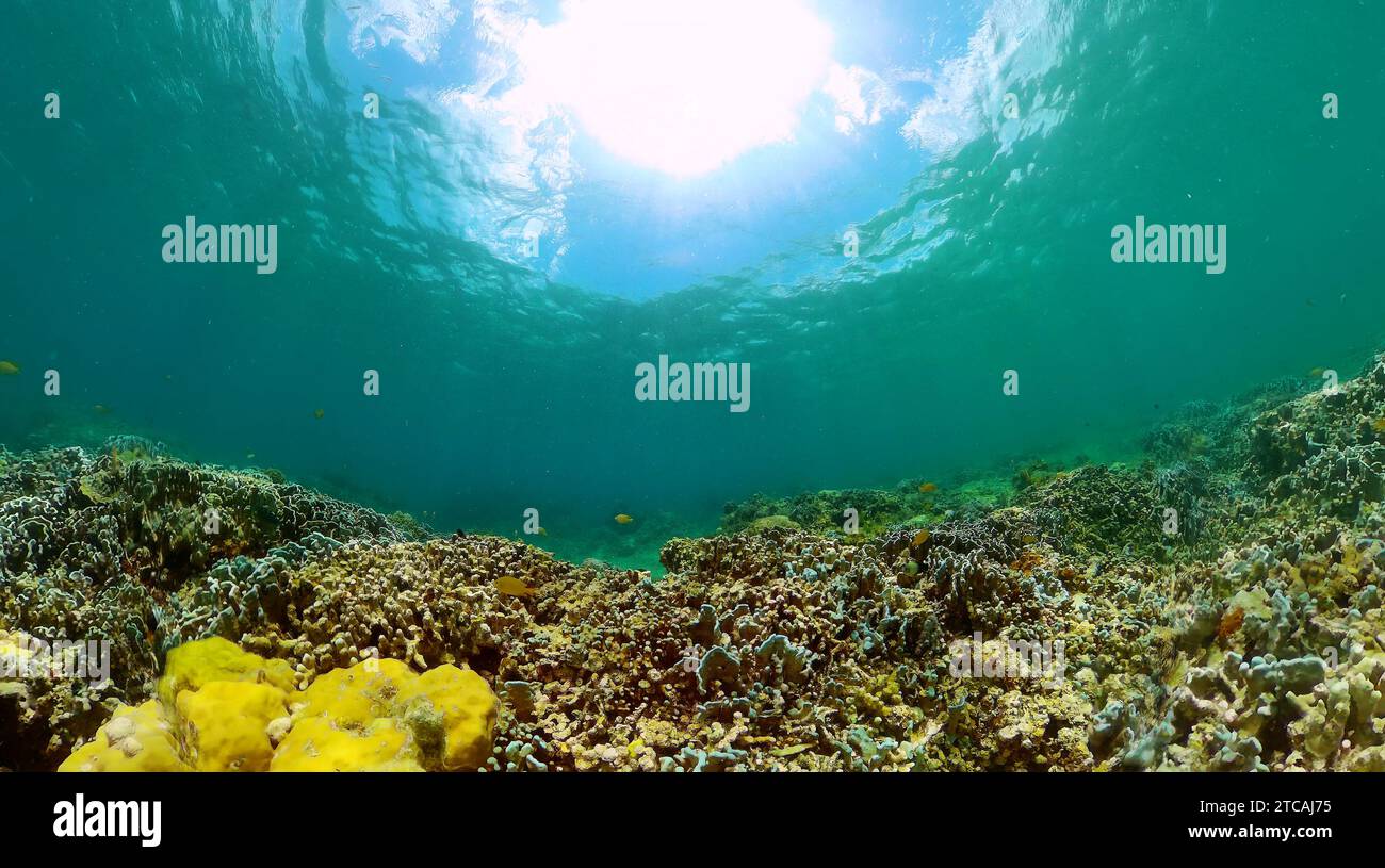 Colorful tropical fish and coral. Diving and snorkeling scene Stock ...