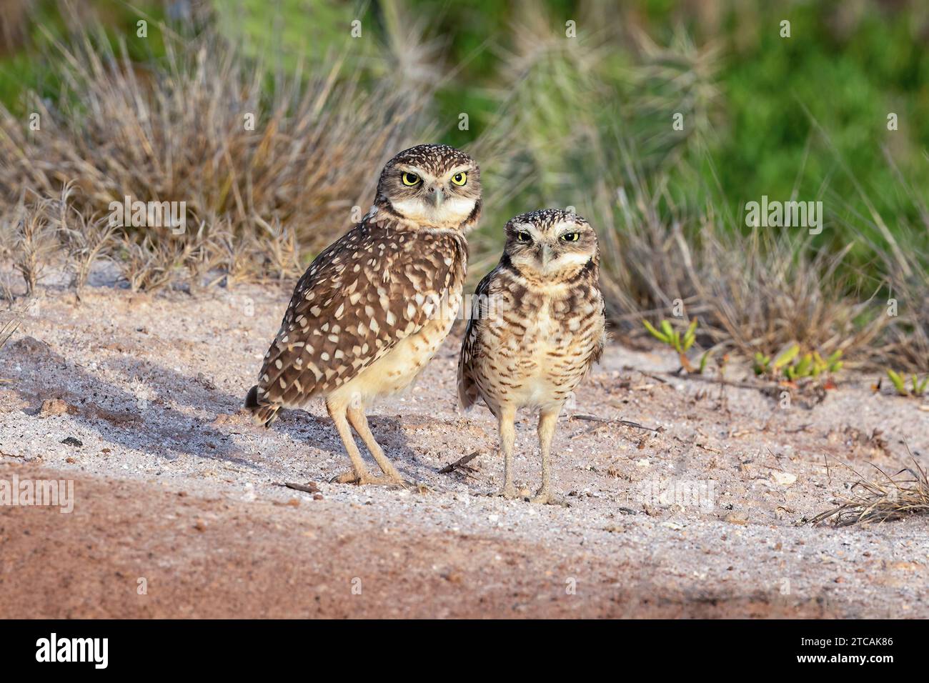 Pair of burrowing owls (Athene cunicularia), also called the shoco. Standing, looking at camera ...