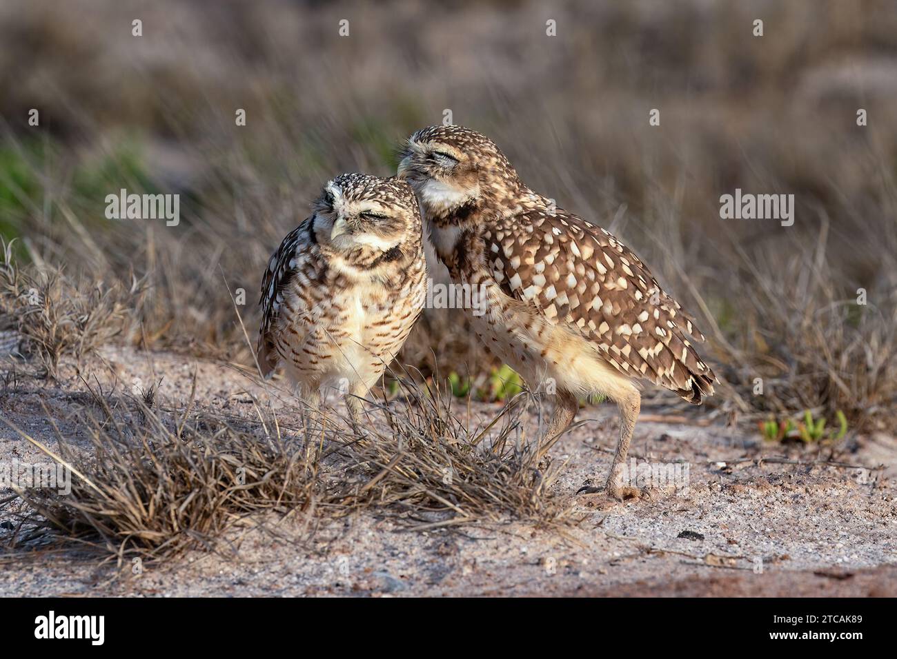 Aruba owl hi-res stock photography and images - Alamy