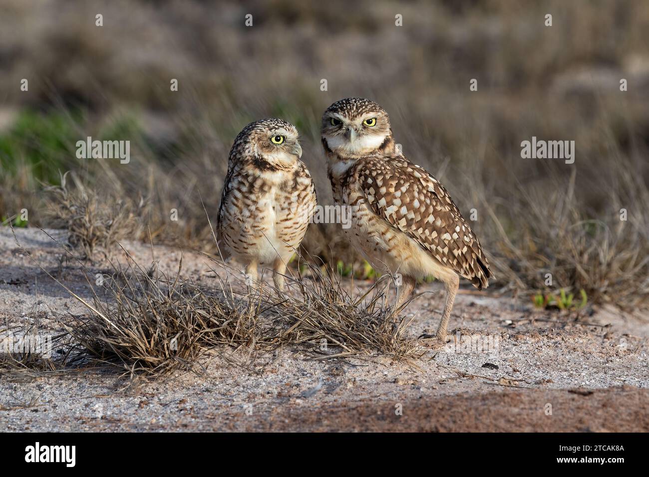 Pair of burrowing owls (Athene cunicularia), also called the shoco. Standing, looking at camera ...
