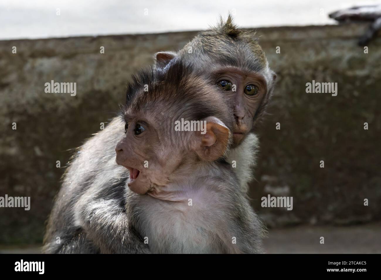 Pair of baby Macaque monkeys (Macaca Fascicularis) in the sacred monkey ...