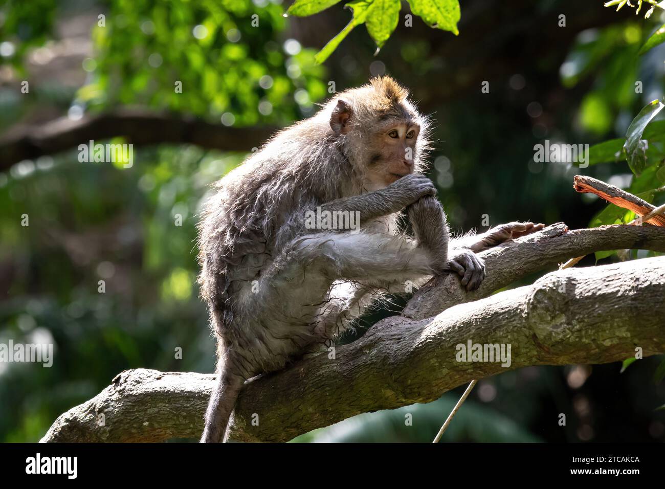 Young Macaque monkey (Macaca Fascicularis) on tree limb, holding foot ...