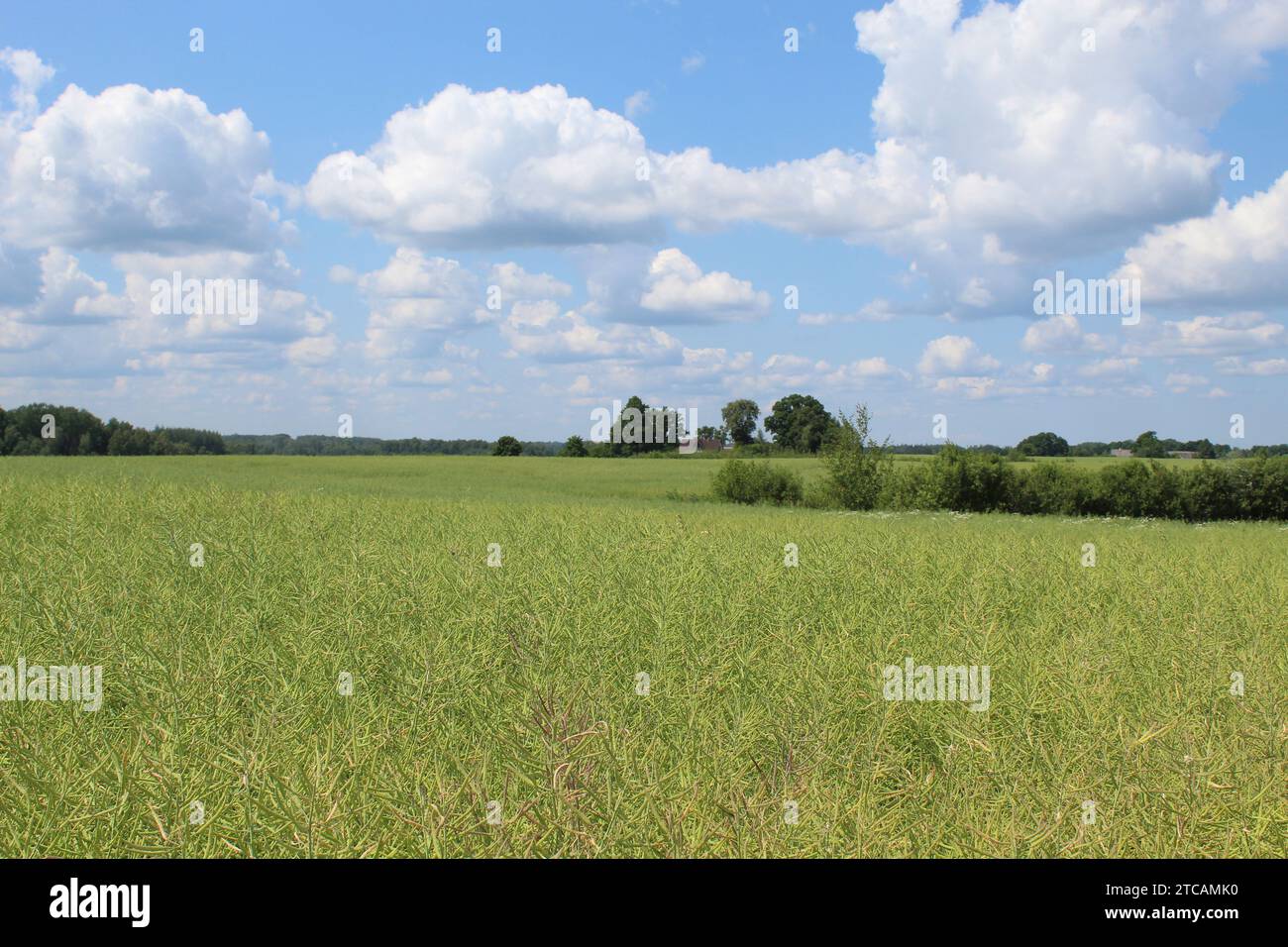 Large canola field with blue sky and clouds in Sece, Latvia Stock Photo ...