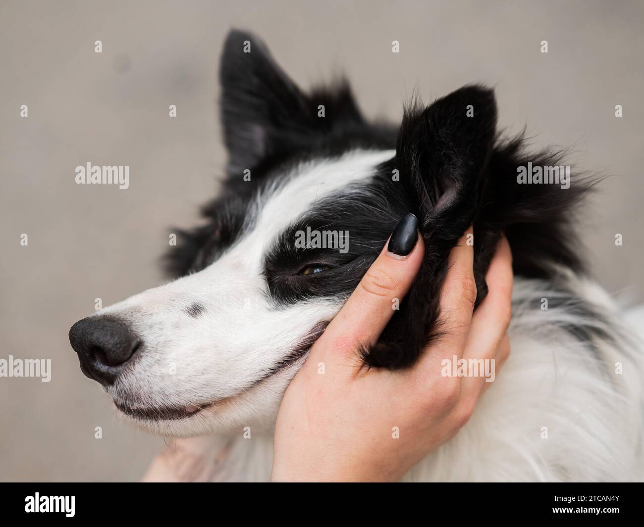 The owner squeezes the muzzle of the border collie dog outdoors Stock ...