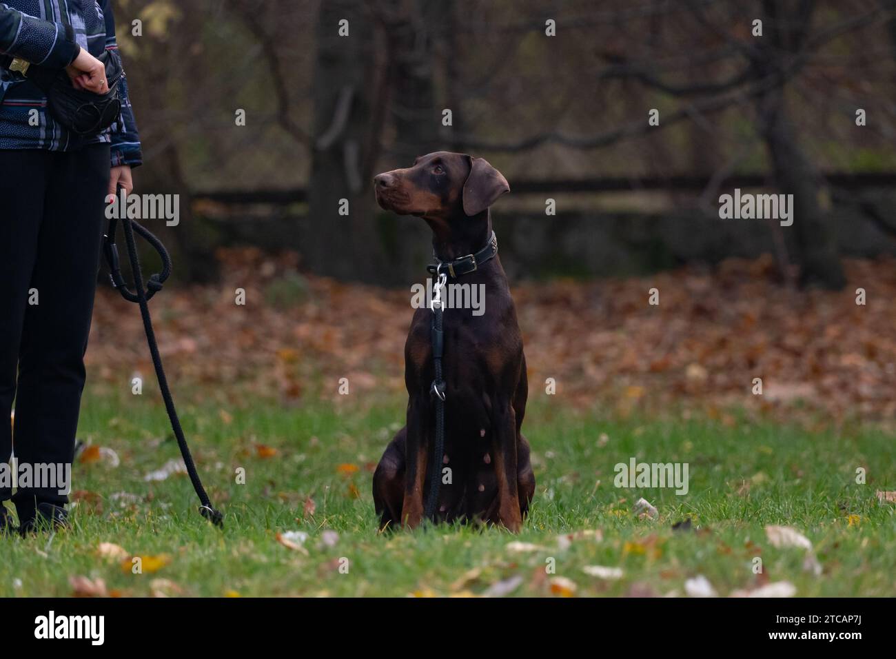 Doberman during training with its owner Stock Photo - Alamy