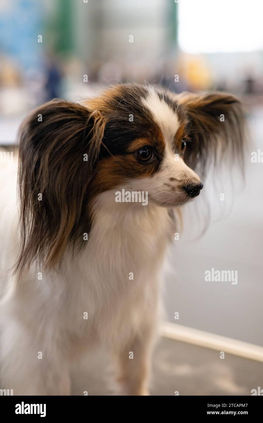 A small papillon dog with big ears Stock Photo - Alamy