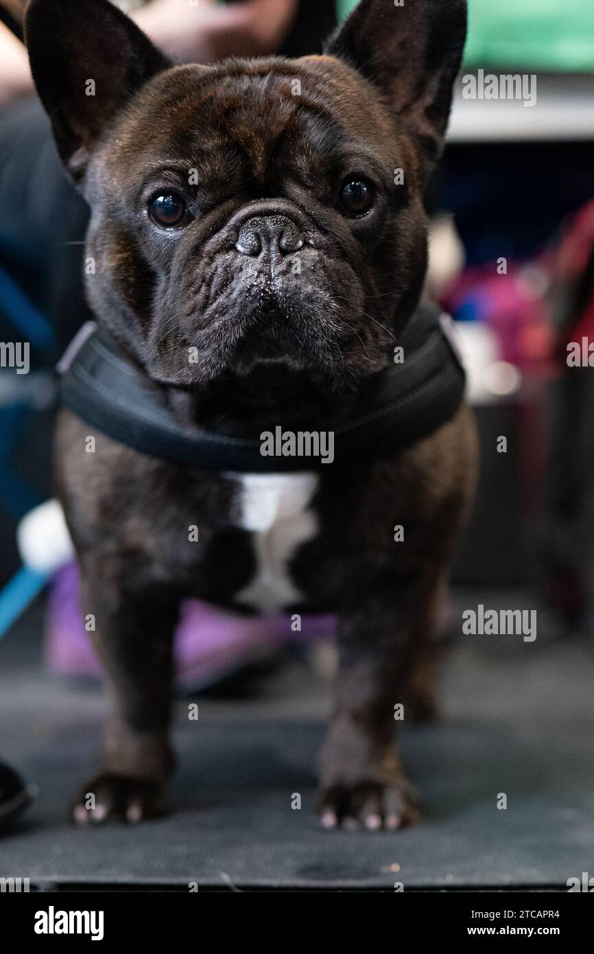 Little cute purebred dog, French bulldog Stock Photo - Alamy