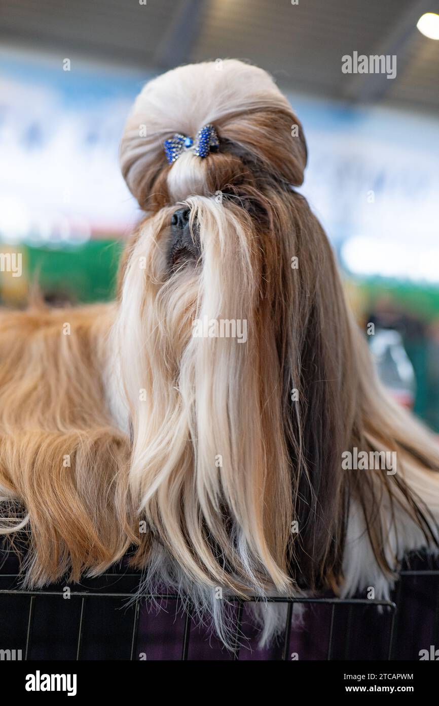 Long hair shih tzu hi-res stock photography and images - Alamy