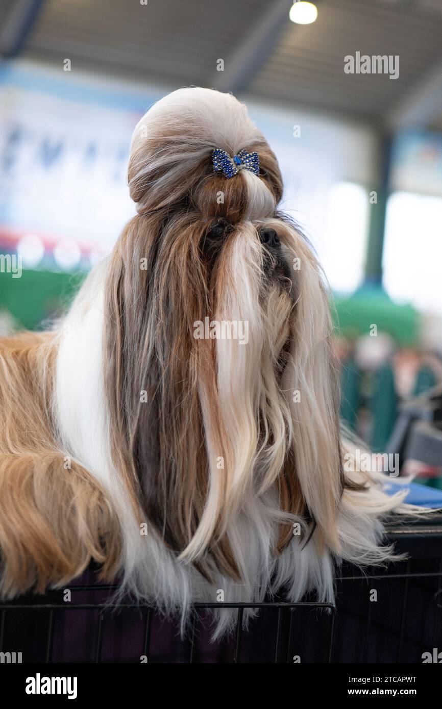 Shih tzu, dog portrait Stock Photo - Alamy