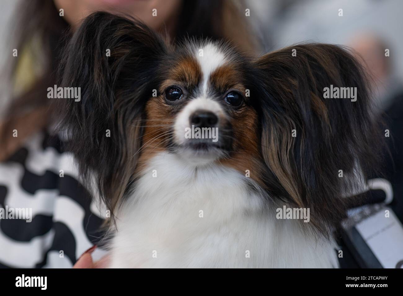 A small papillon dog with big ears Stock Photo - Alamy