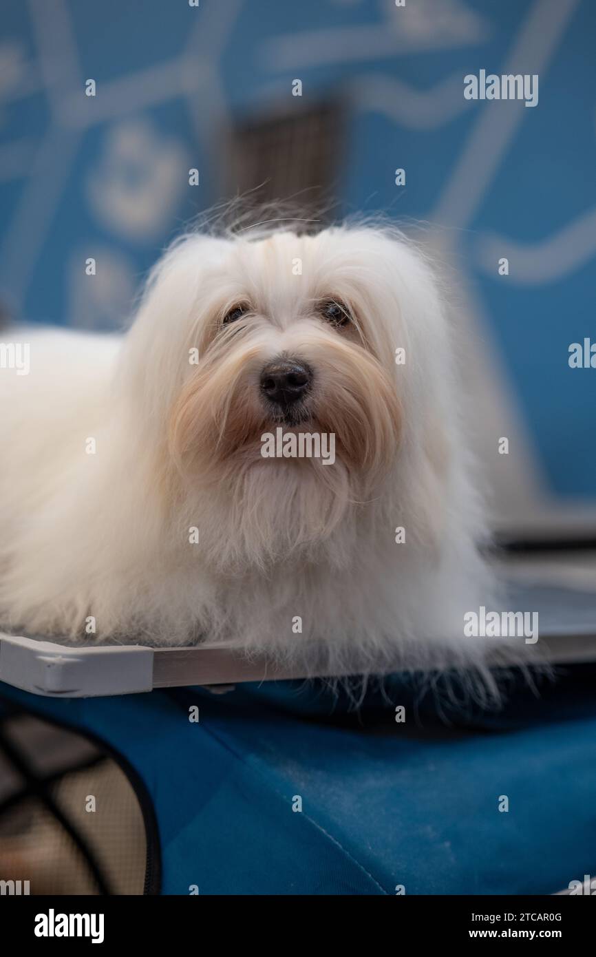 White long hair dog hi-res stock photography and images - Alamy