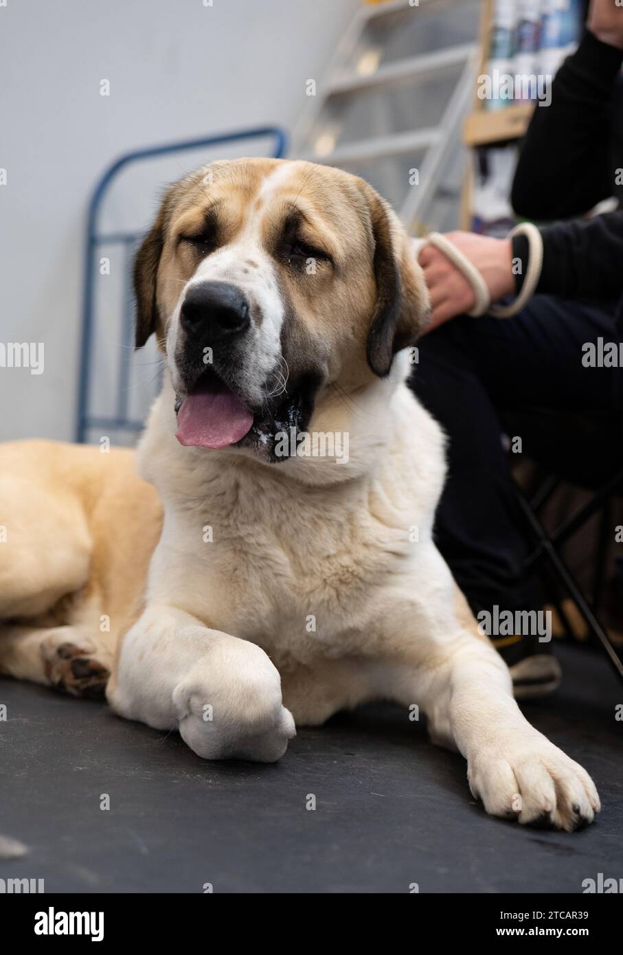 Beautiful large purebred dog, saint bernard Stock Photo - Alamy
