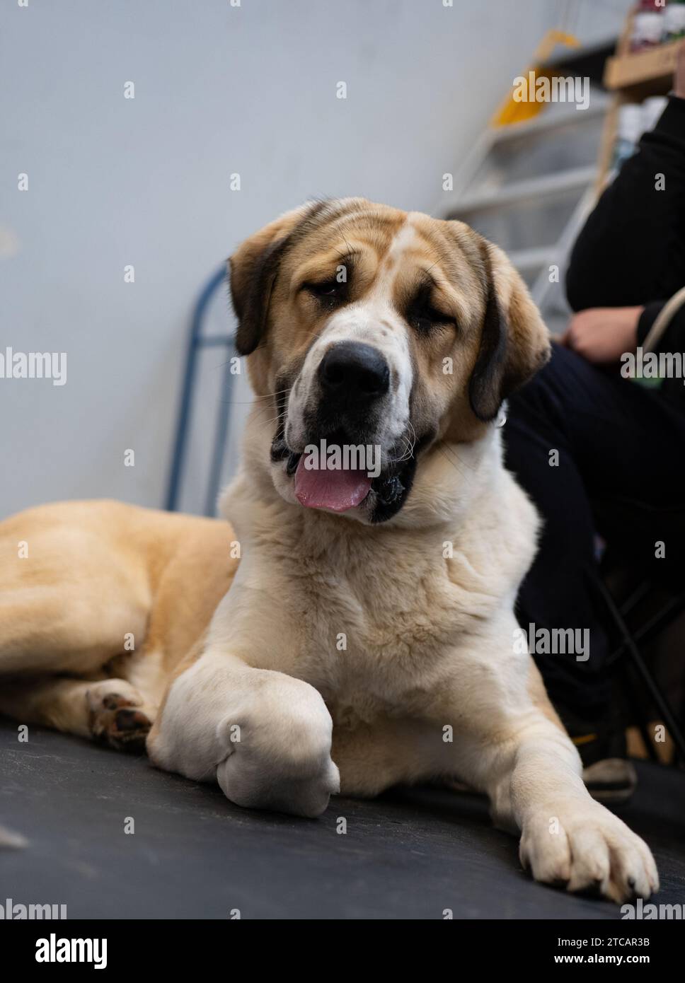 Saint bernard eyes hi-res stock photography and images - Alamy