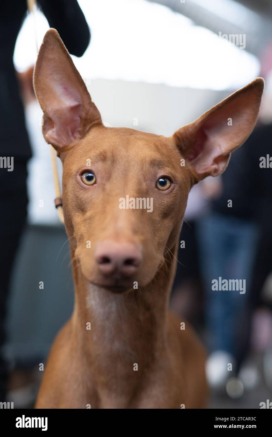 Pharaohs dog hi-res stock photography and images - Alamy