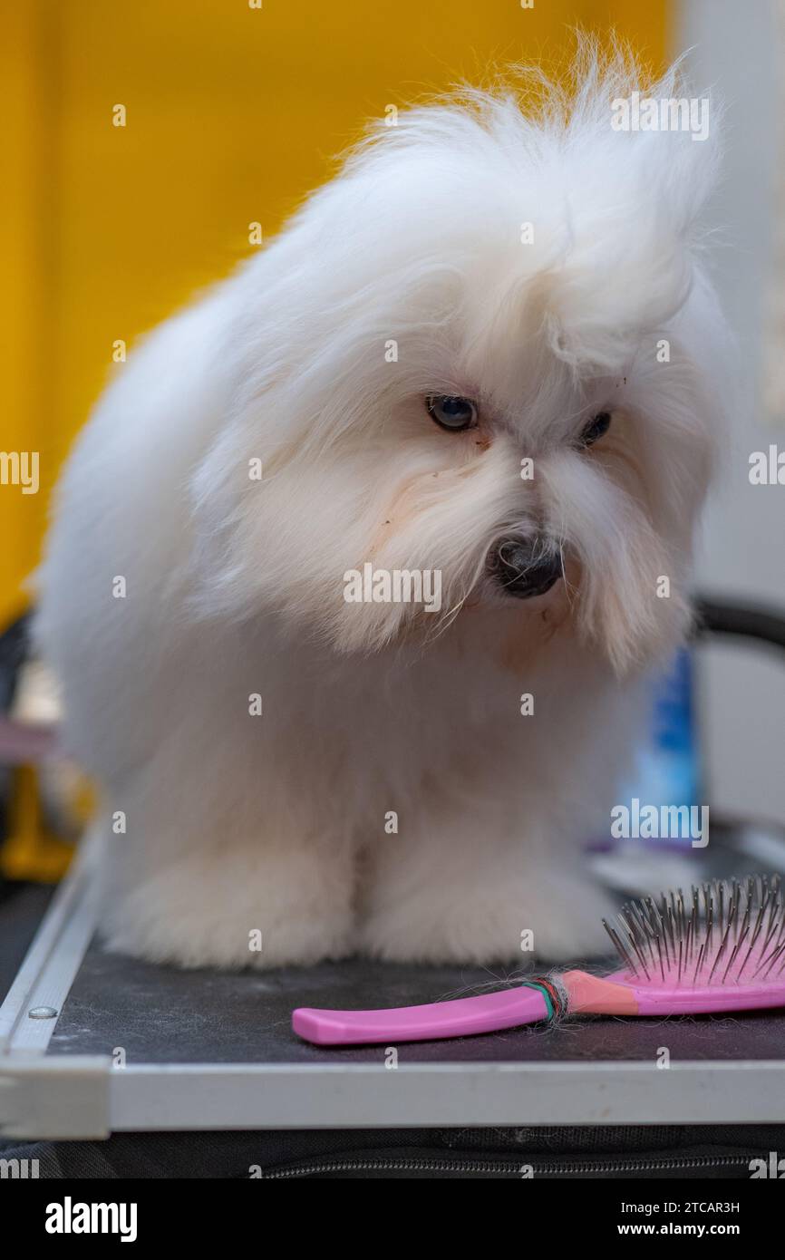 Maltese dog portrait Stock Photo - Alamy