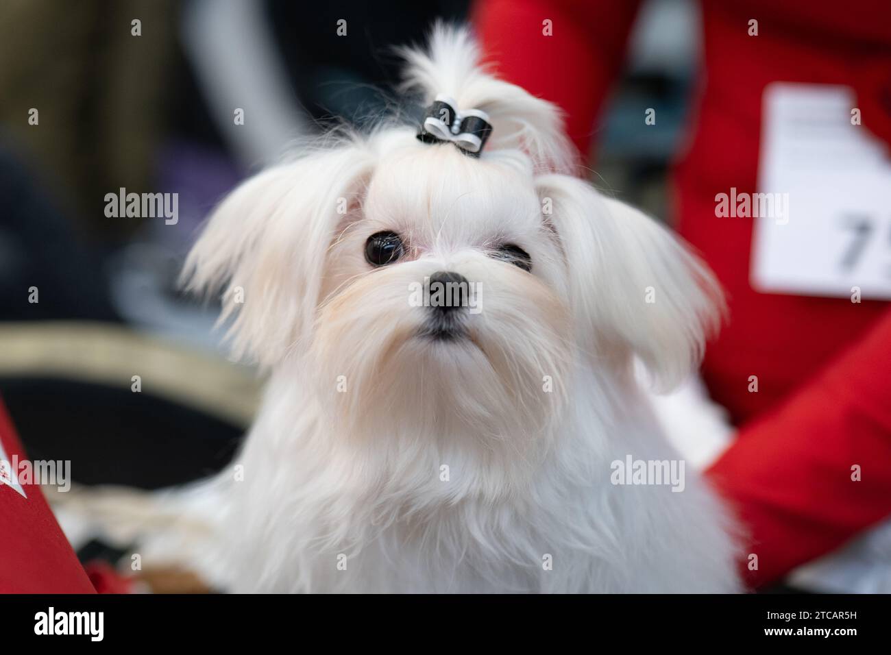 Maltese dog portrait Stock Photo - Alamy