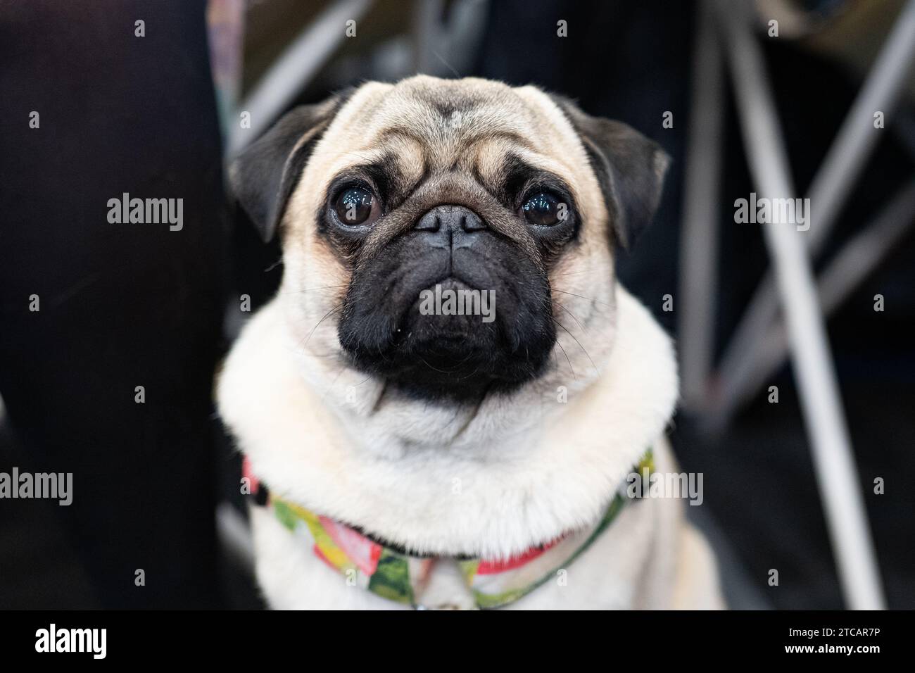 Cute mops hi-res stock photography and images - Alamy