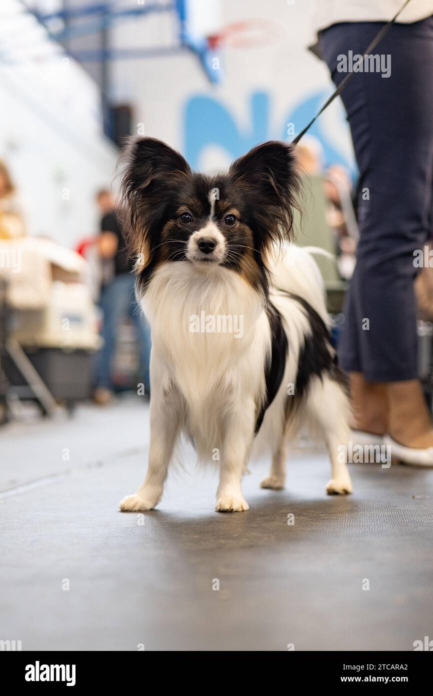 A small papillon dog with big ears Stock Photo - Alamy