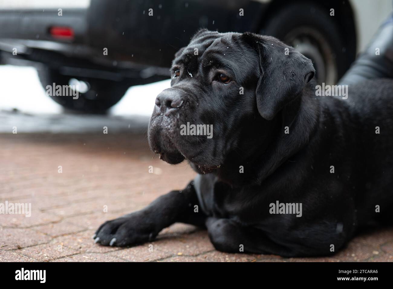 cane corso dog portrait Stock Photo - Alamy