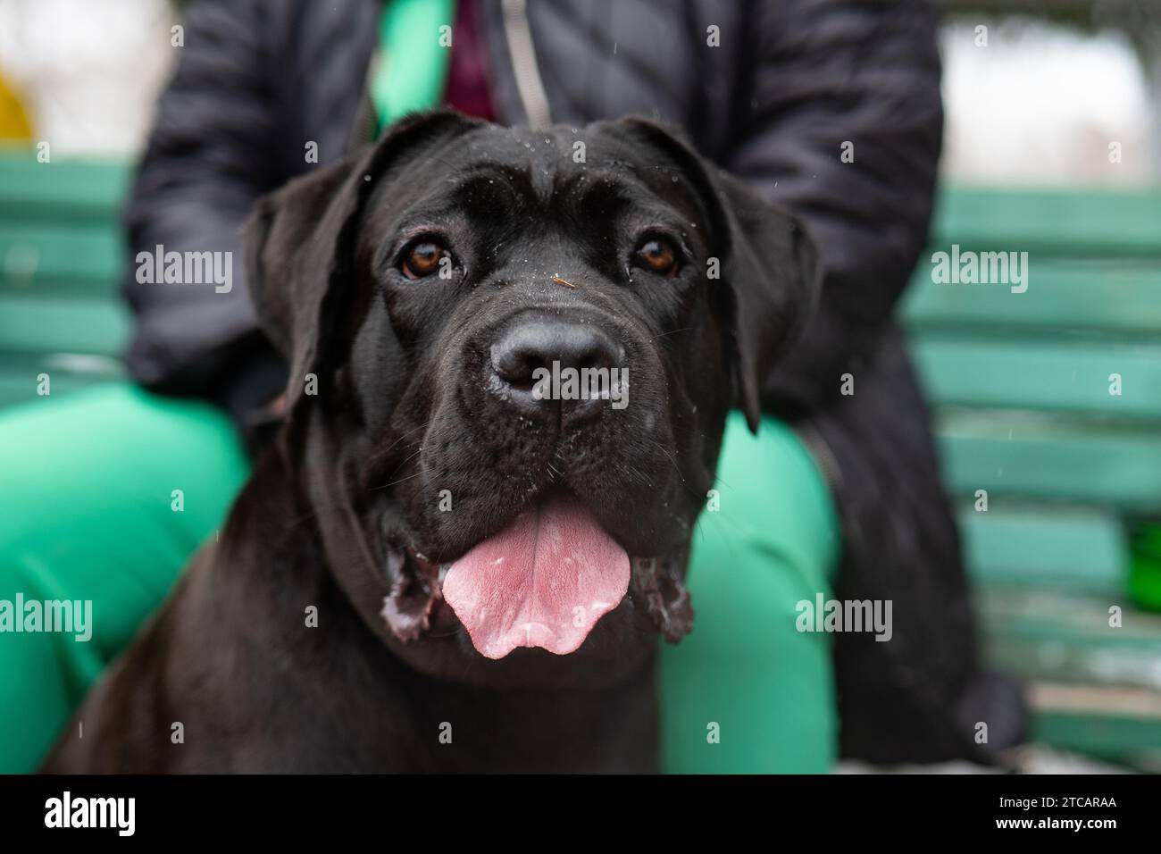 cane corso dog portrait Stock Photo - Alamy