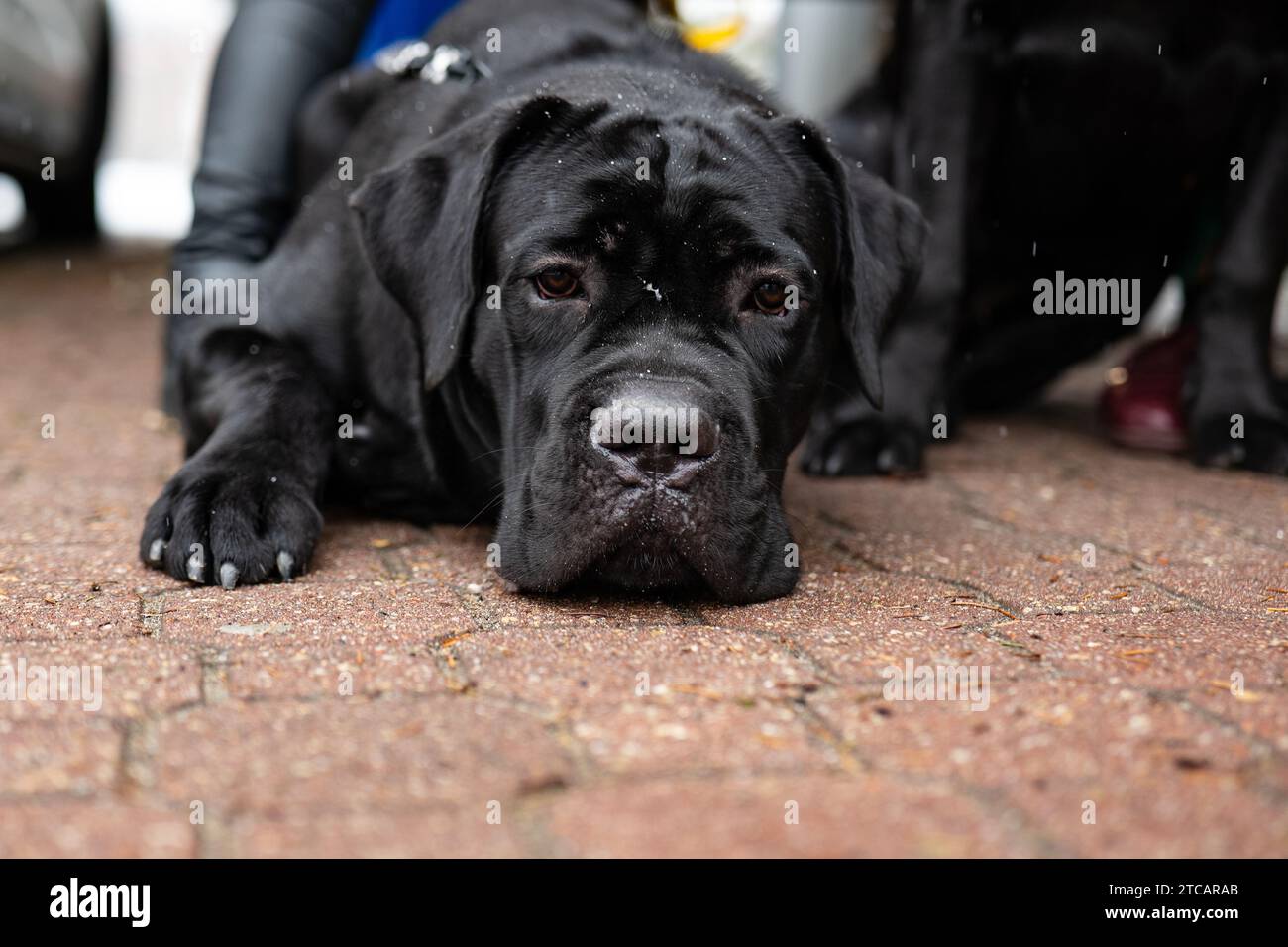cane corso dog portrait Stock Photo - Alamy