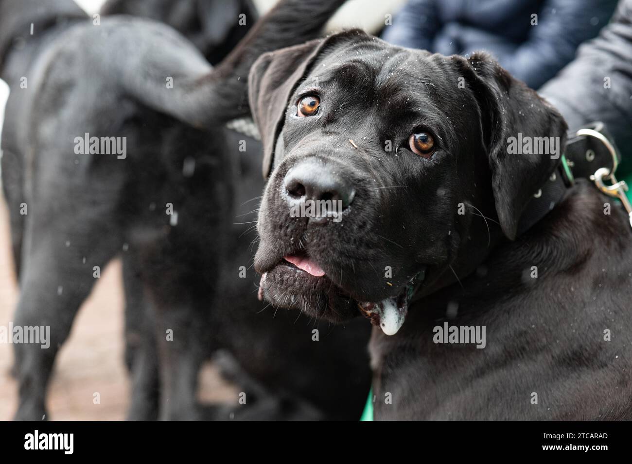 cane corso dog portrait Stock Photo - Alamy
