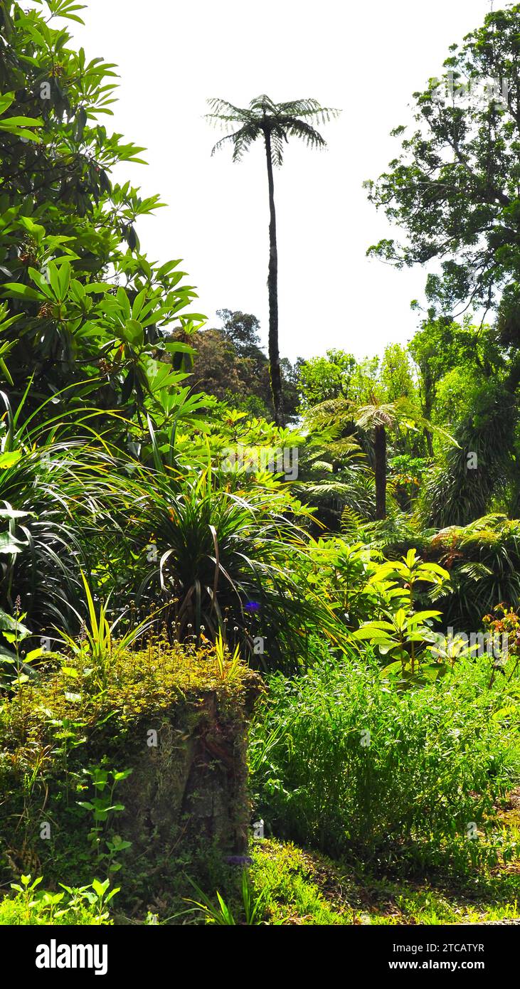 A tall native tree fern stands above other ferns in Pukeiti rainforest ...