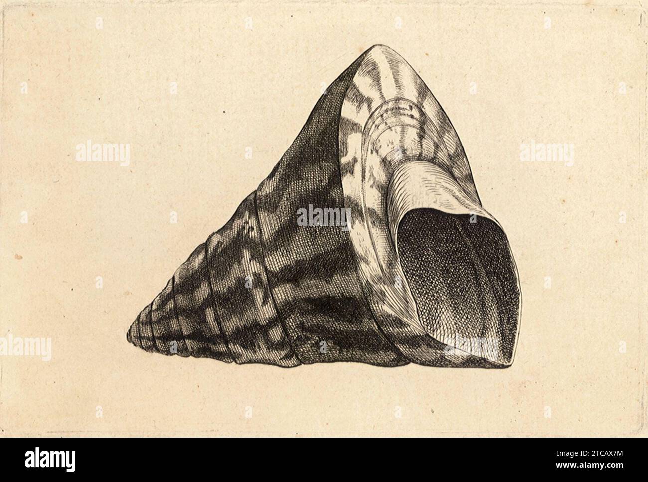 Trochus niloticus hi-res stock photography and images - Alamy