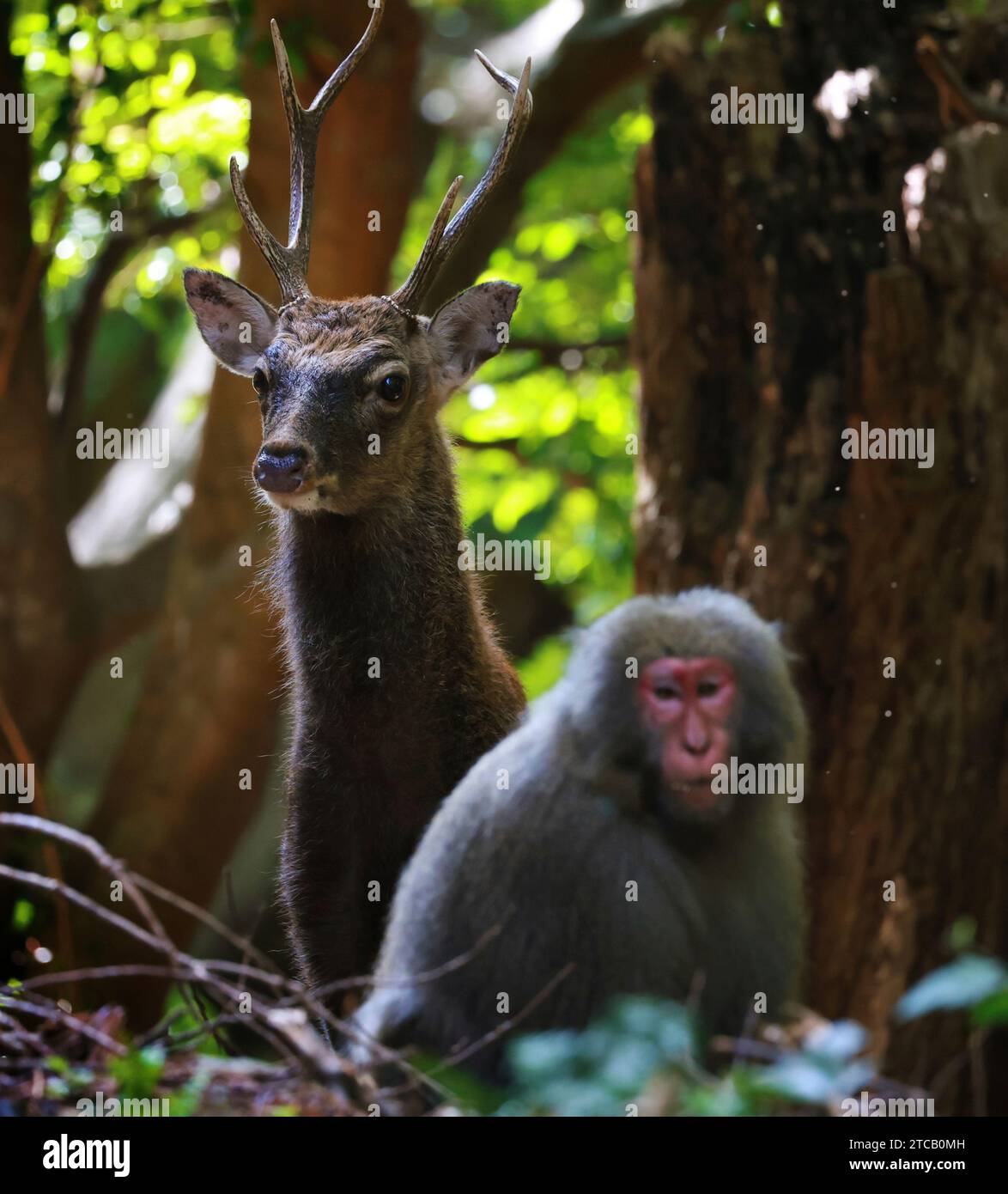 A Yaku deer and a Yaku monkey are pictured on Yaku-shima Island in ...